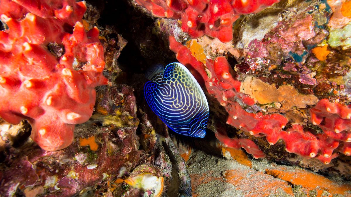 Koh Lanta Diving - Travel Guide